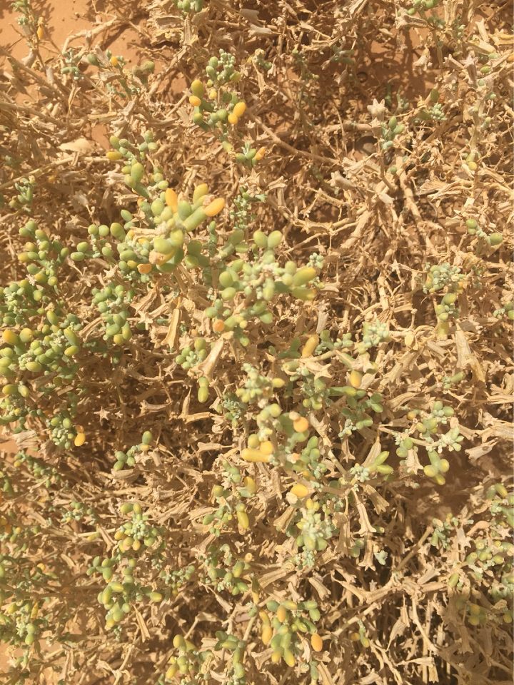 Plant Life in Morocco- Molly Mansfield « Duke in the Arab World 2018