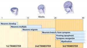 Normal Brain Development – The Alcohol Pharmacology Education Partnership