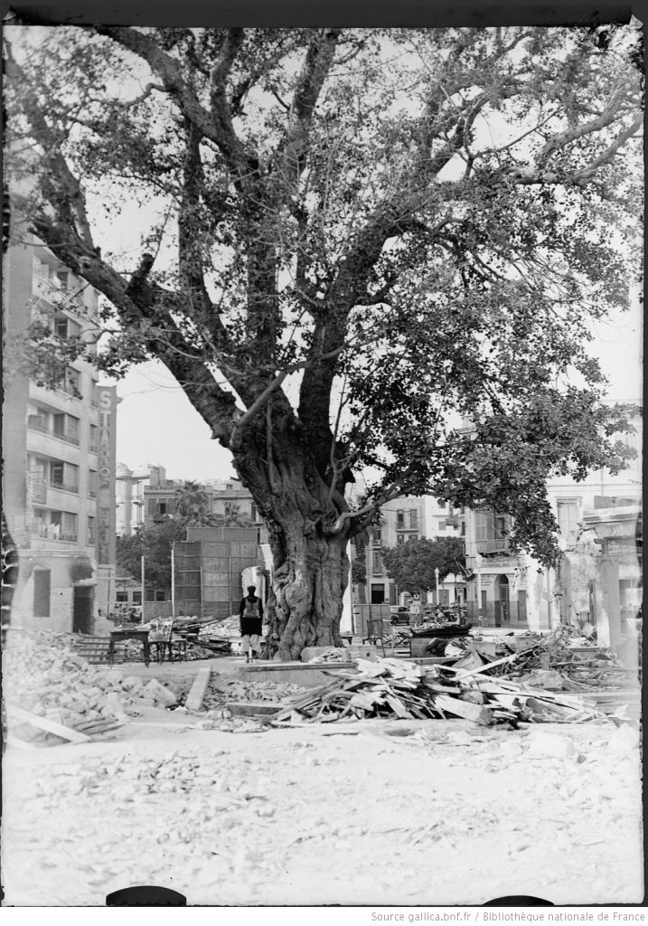 The Trees of Cairo – أشجار القاهرة – La fabrique du Caire moderne