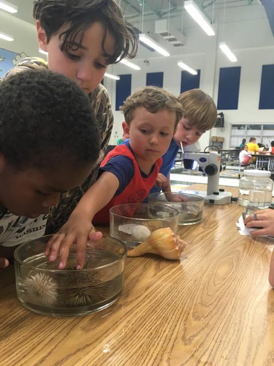 Touch Tank Time! – Duke Marine Lab Community Science Initiative