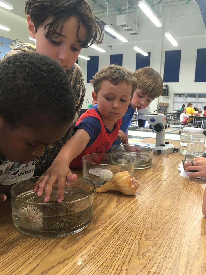 Touch Tank Time! – Duke Marine Lab Community Science Initiative