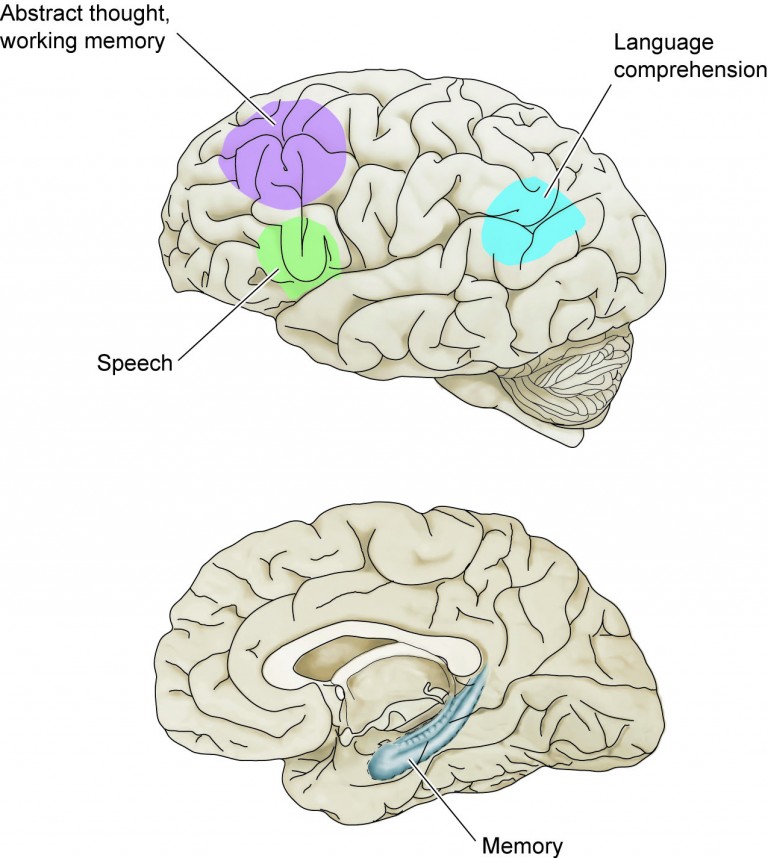Brain Regions Important in Neuropsychological Effects of Prenatal ...
