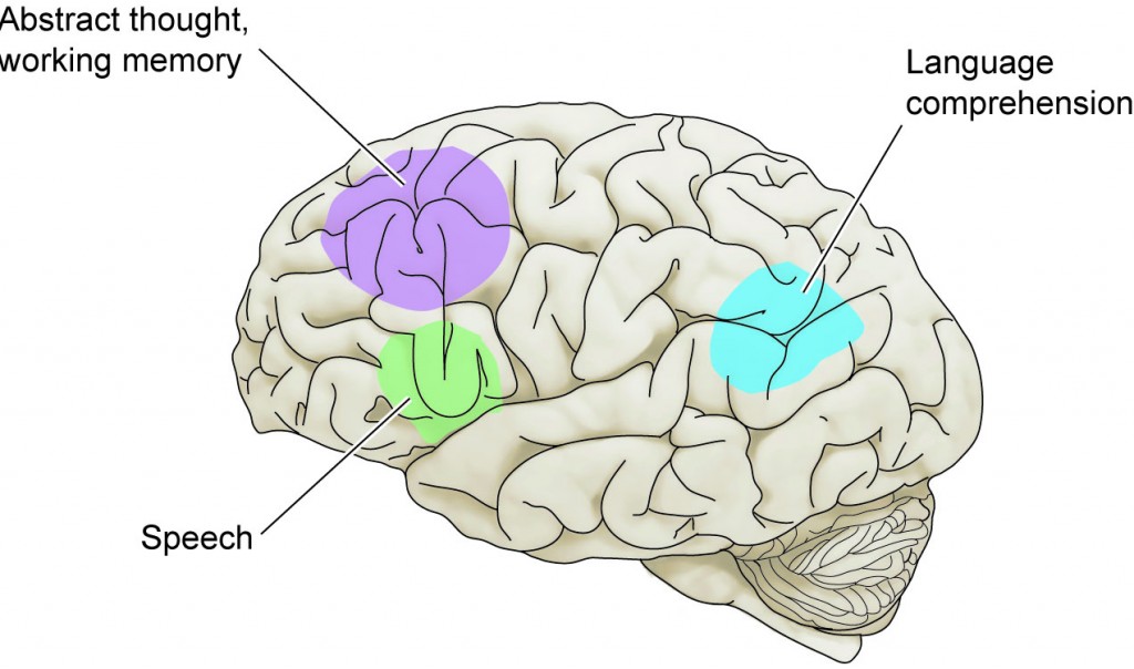 Problems with Executive Function – Understanding Fetal Alcohol Spectrum ...