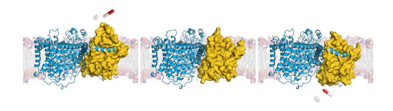 Drug and Metabolite Transport | Lee Lab