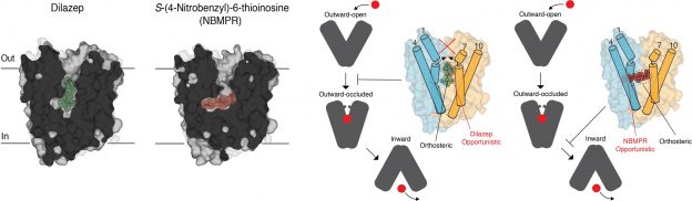 Drug and Metabolite Transport | Lee Lab