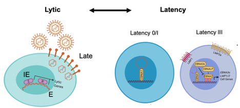 New EBV strains highlight spontaneous productive infection from B-cell ...