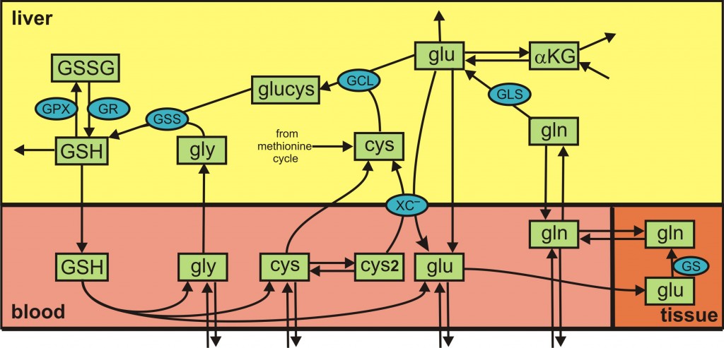 Acetaminophen – metabolism
