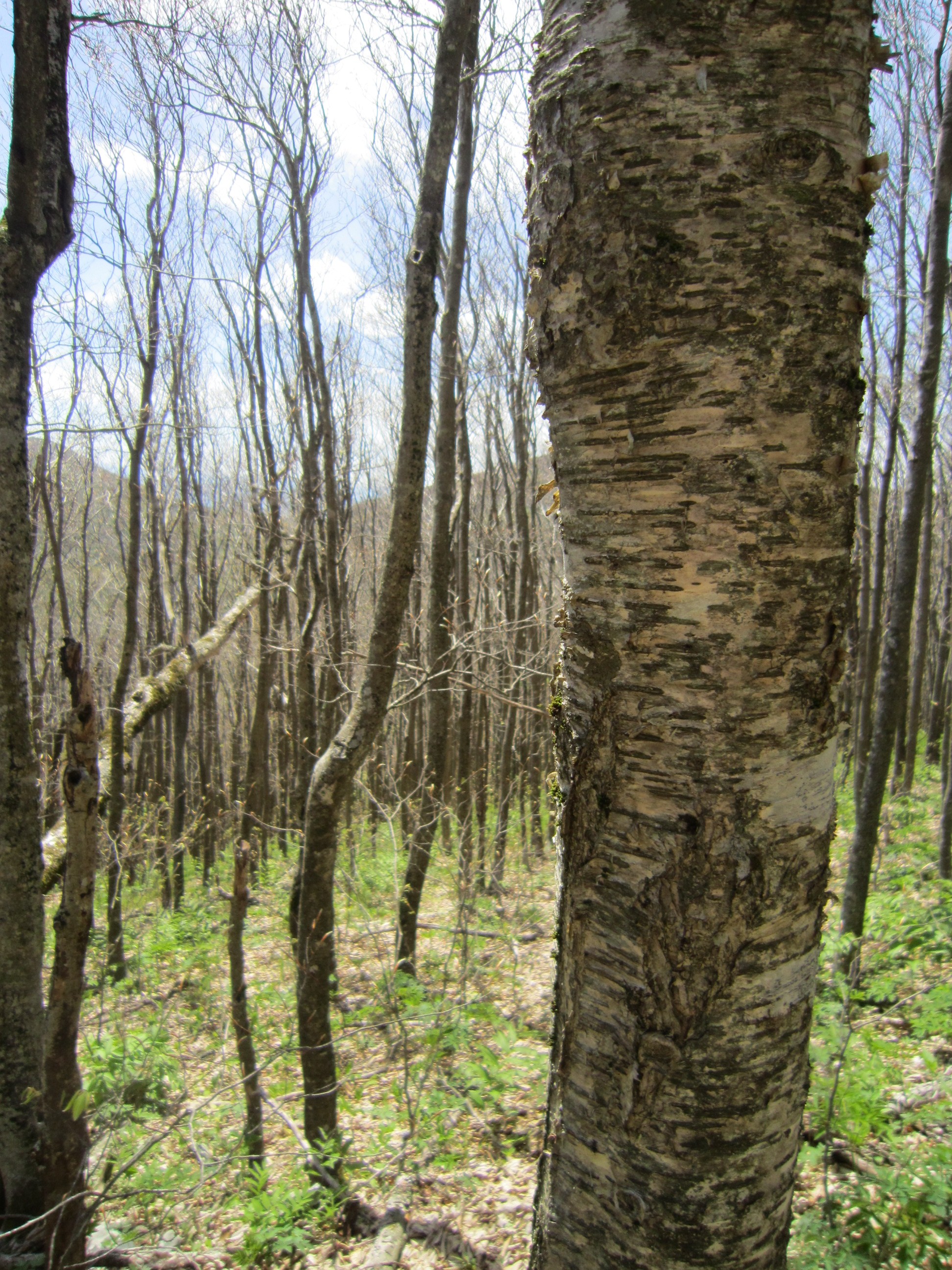 A slice of heaven – Nature Boy of Durham