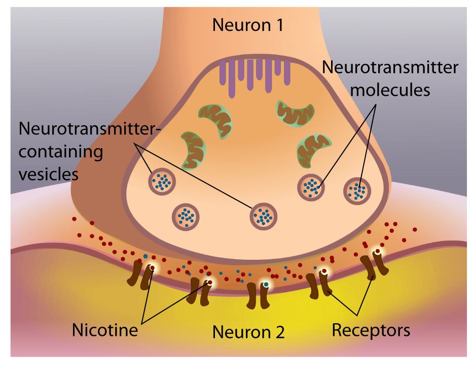 The Content – Science Education Enhances Knowledge (SEEK)