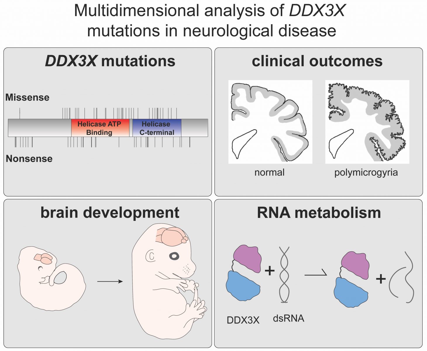 RNA, cell fate, and disease – The Silver Lab