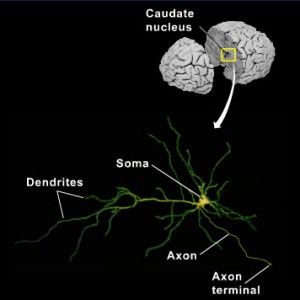 Content Background: Anatomy of the Dopamine Neuron – PEP