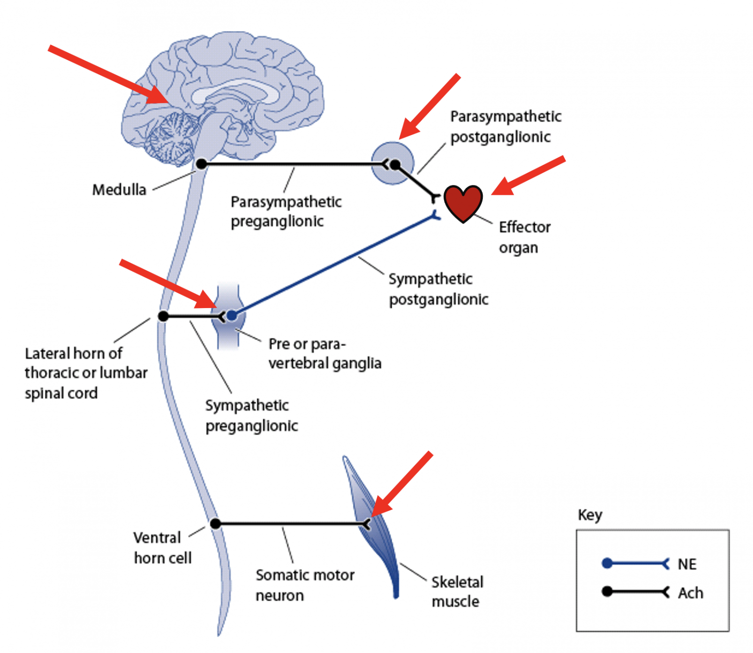 Content Background: The Effects of Acetylcholine – PEP