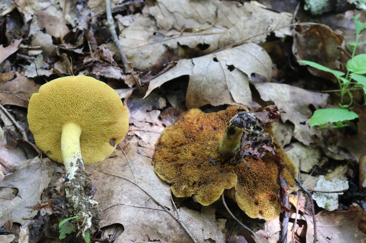 IMG_2718 | Vilgalys Mycology Lab – Duke University