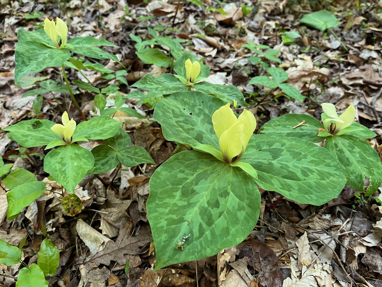 IMG_4152 | Vilgalys Mycology Lab – Duke University
