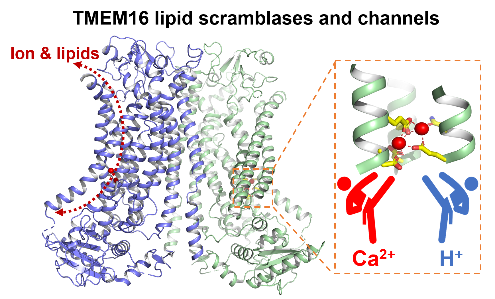 Research Discoveries – Yang Lab